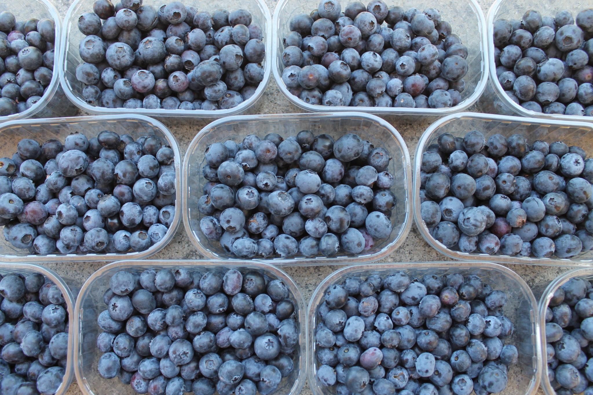 MIRTILLI FRESCHI IN VASCHETTA - Viterbo a Domicilio